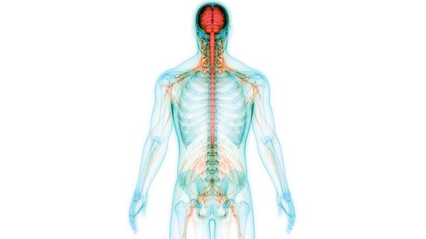 Zentrales Nervensystem - Aufbau und Funktionen - HiToP® PNP